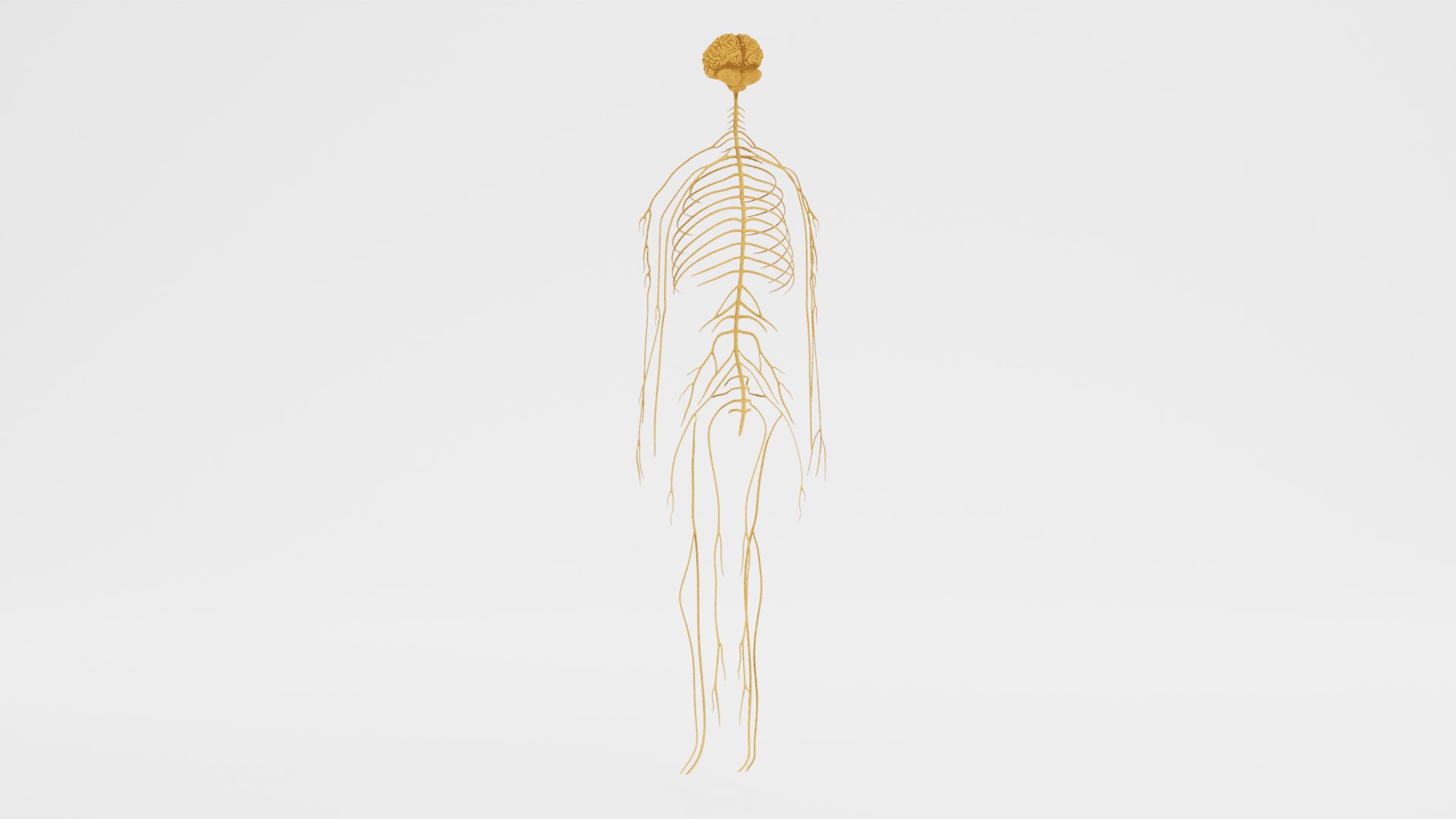 Human Nerves 3D - TurboSquid 1891612