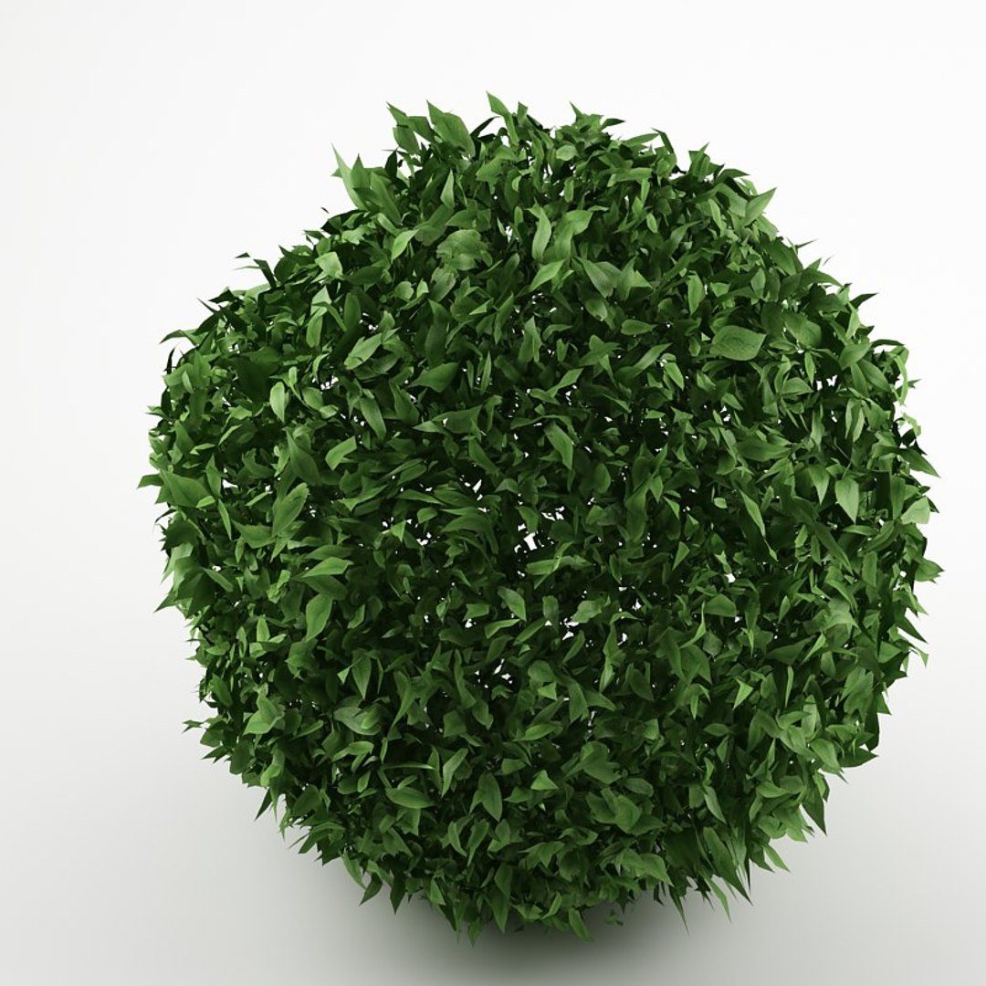 3d model bush