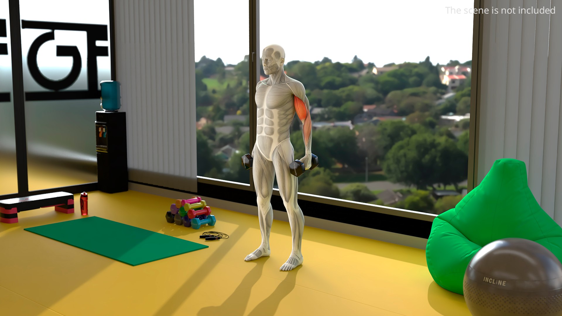 Male Muscular System Anatomy Biceps Curls 3D - TurboSquid 2443218