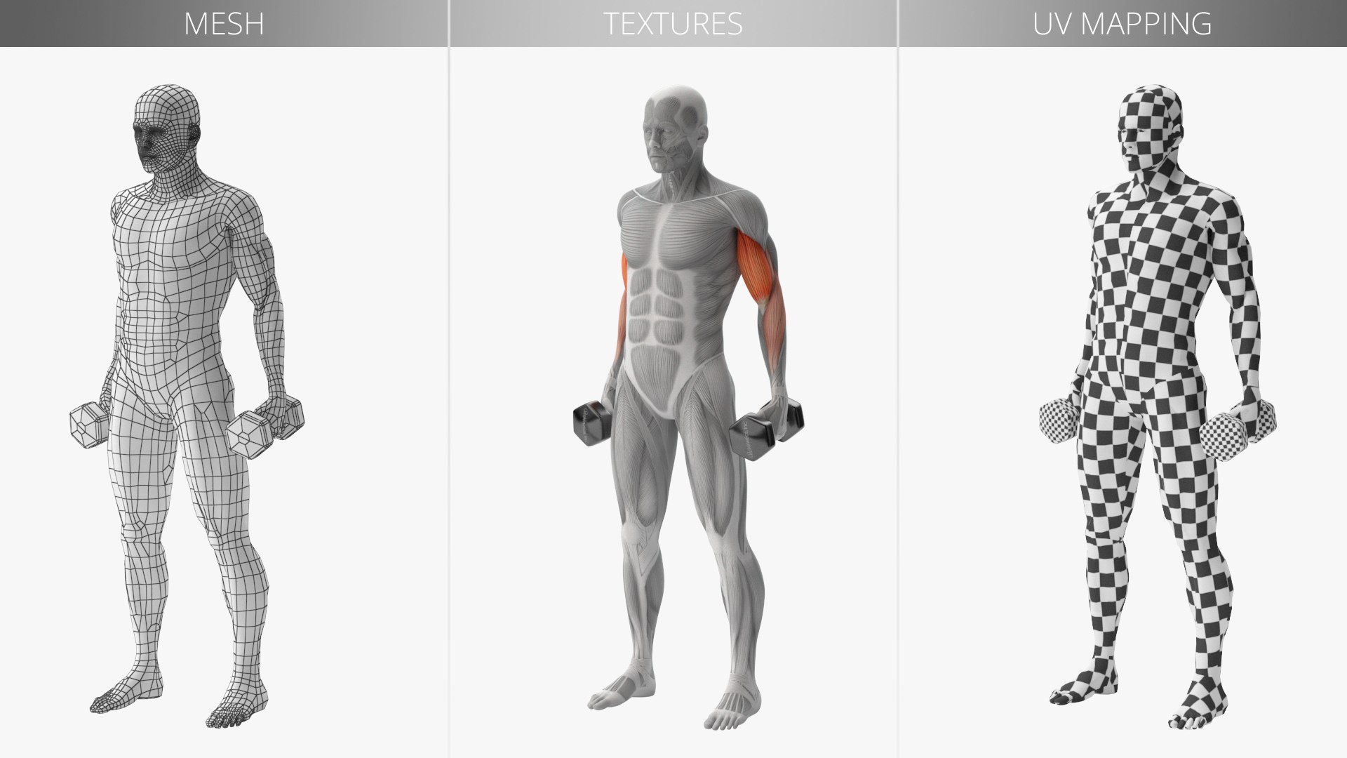 Male Muscular System Anatomy Biceps Curls 3D - TurboSquid 2443218