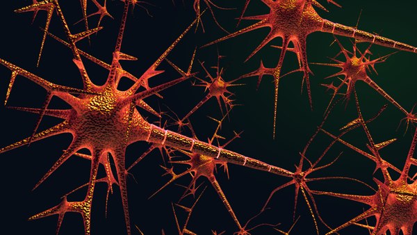 Human neuron 3D model - TurboSquid 1296277