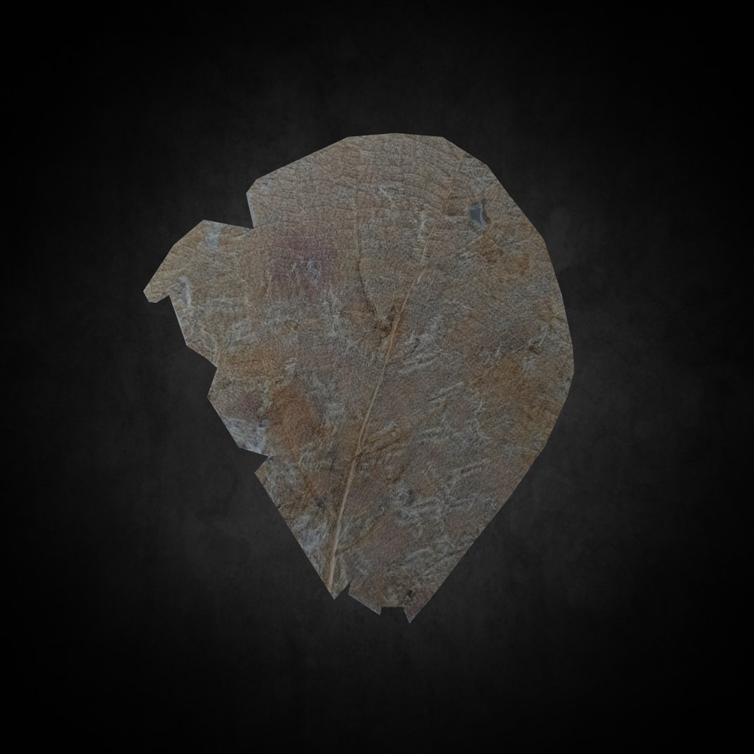 3D Low Poly Leaf 037 - TurboSquid 1852388