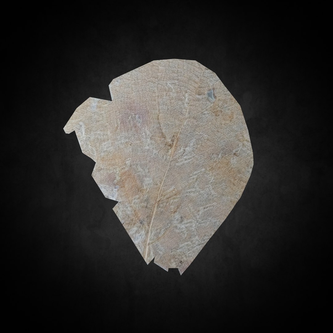 3D Low Poly Leaf 037 - TurboSquid 1852388