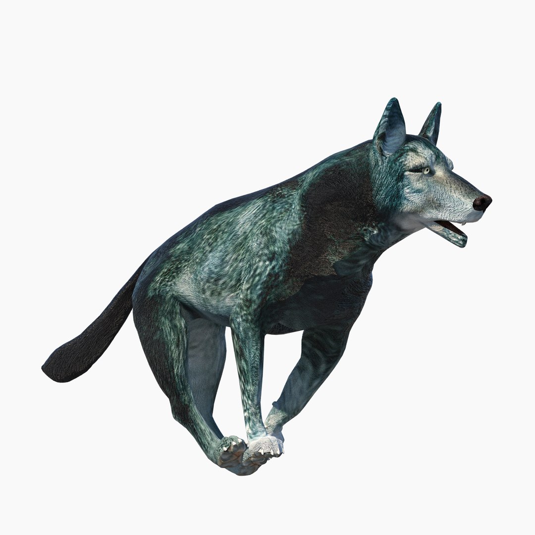 3d realistic wolf rigged model