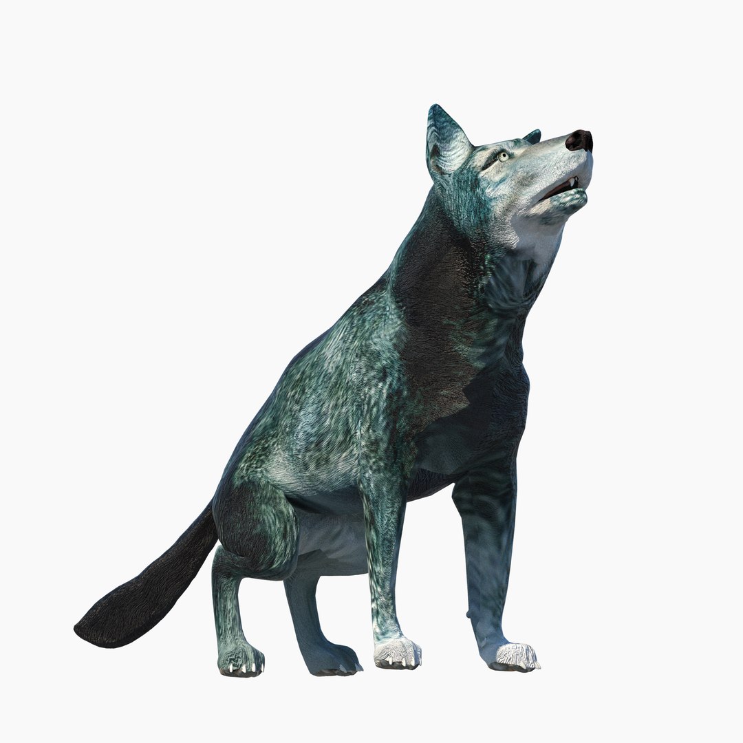 3d realistic wolf rigged model