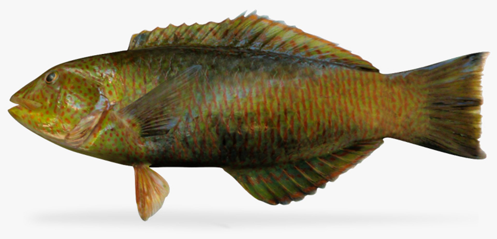 3d emerald wrasse model