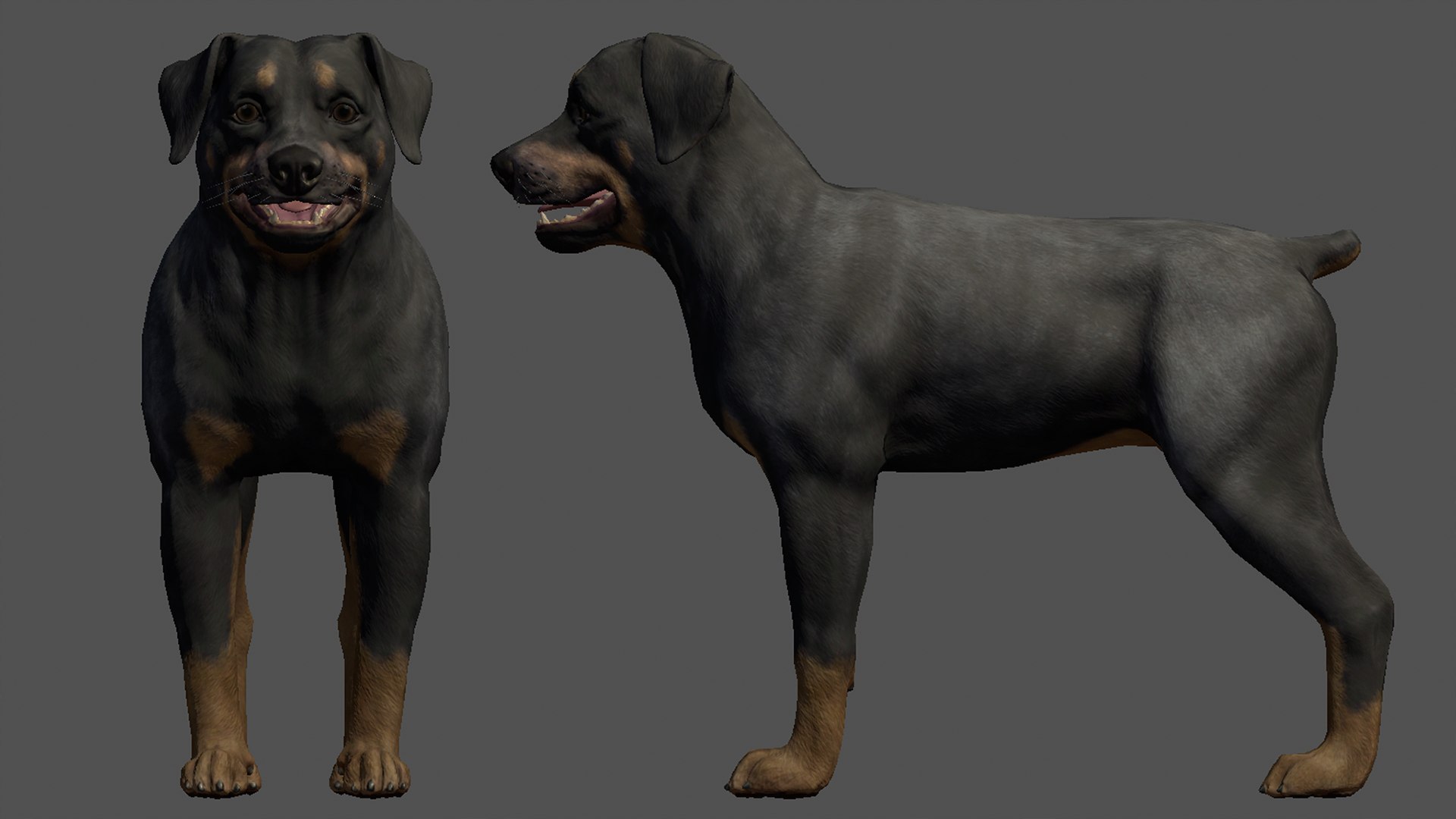 Dog - Rottweiler 3D model - TurboSquid 1933725