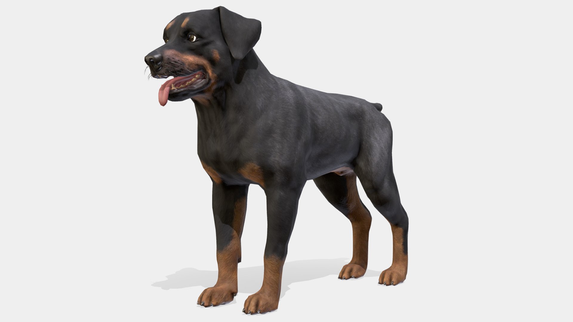 Dog - Rottweiler 3D model - TurboSquid 1933725