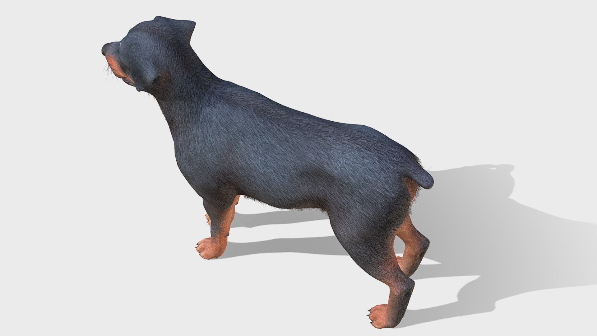 Dog - Rottweiler 3D Model - TurboSquid 1933725