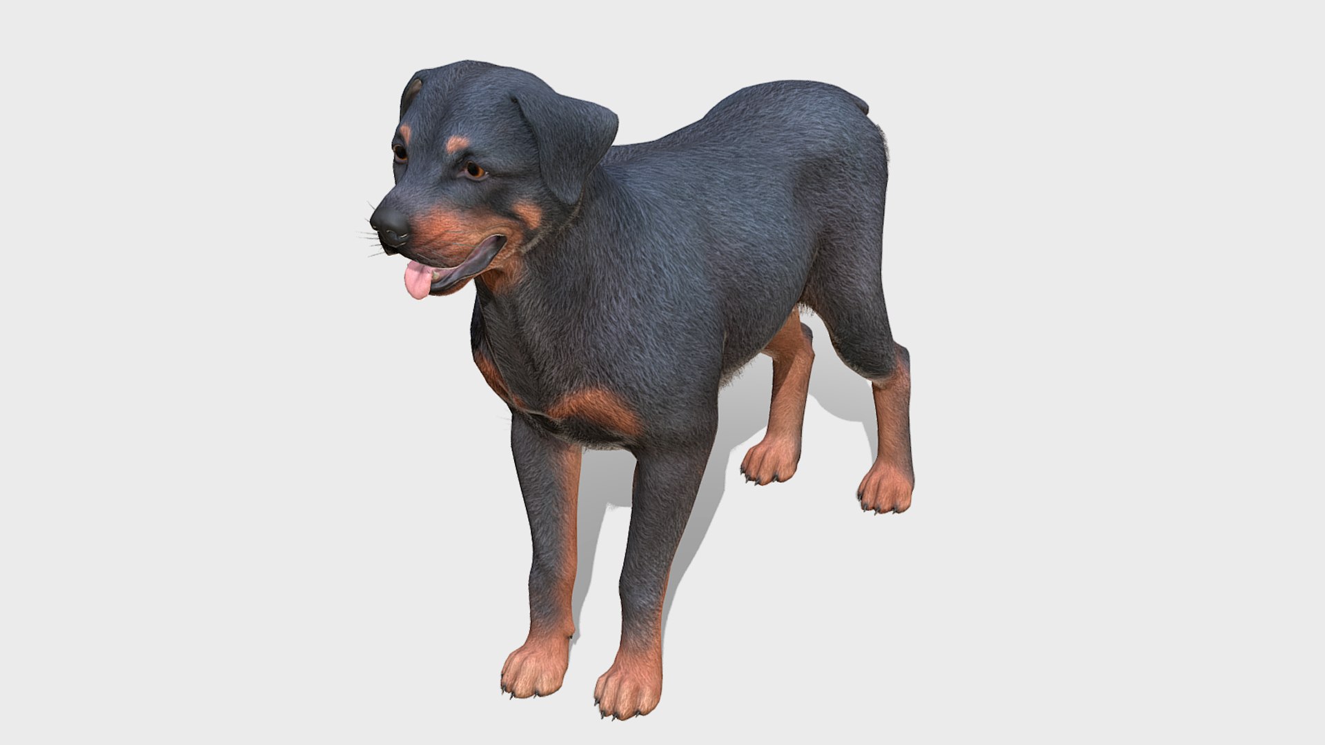 Dog - Rottweiler 3D Model - TurboSquid 1933725