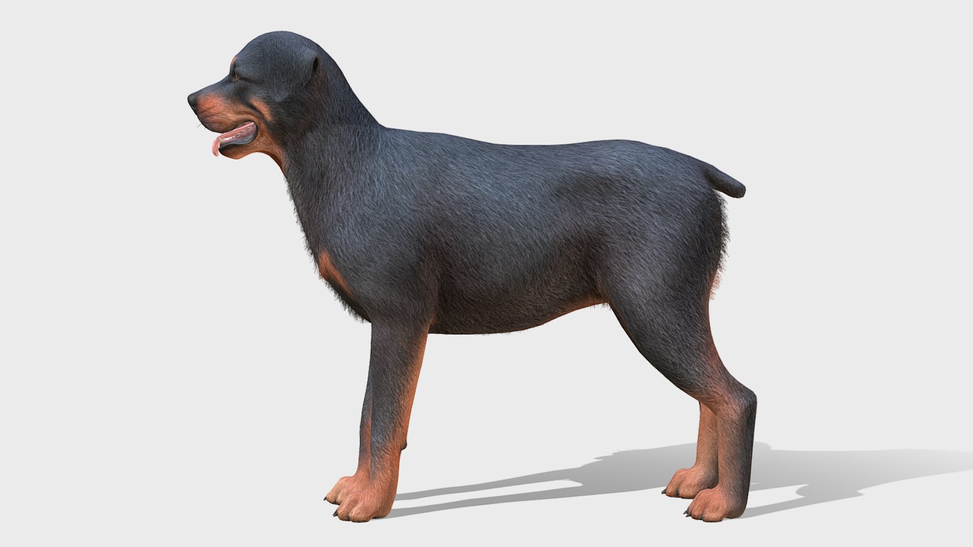 Dog - Rottweiler 3D Model - TurboSquid 1933725