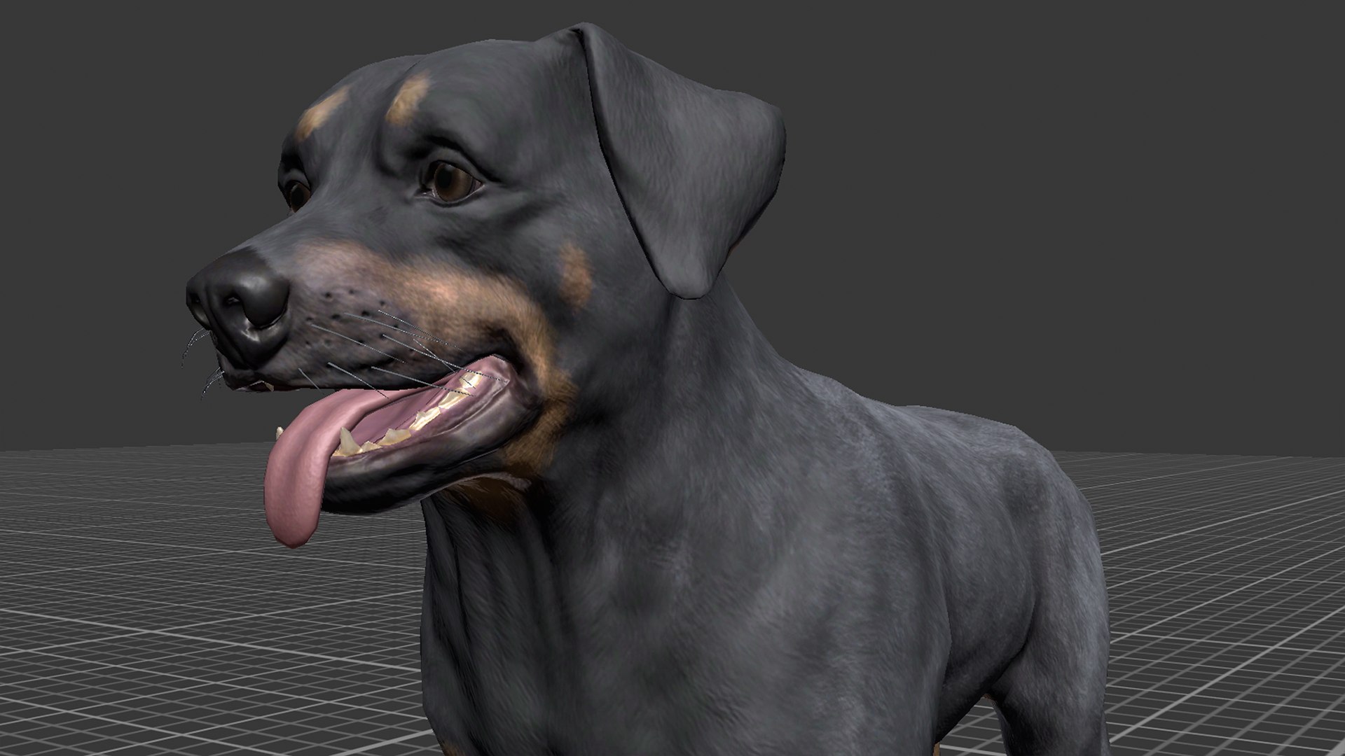 Dog - Rottweiler 3D model - TurboSquid 1933725