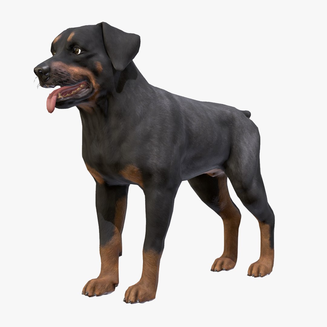 Dog - Rottweiler 3D model - TurboSquid 1933725