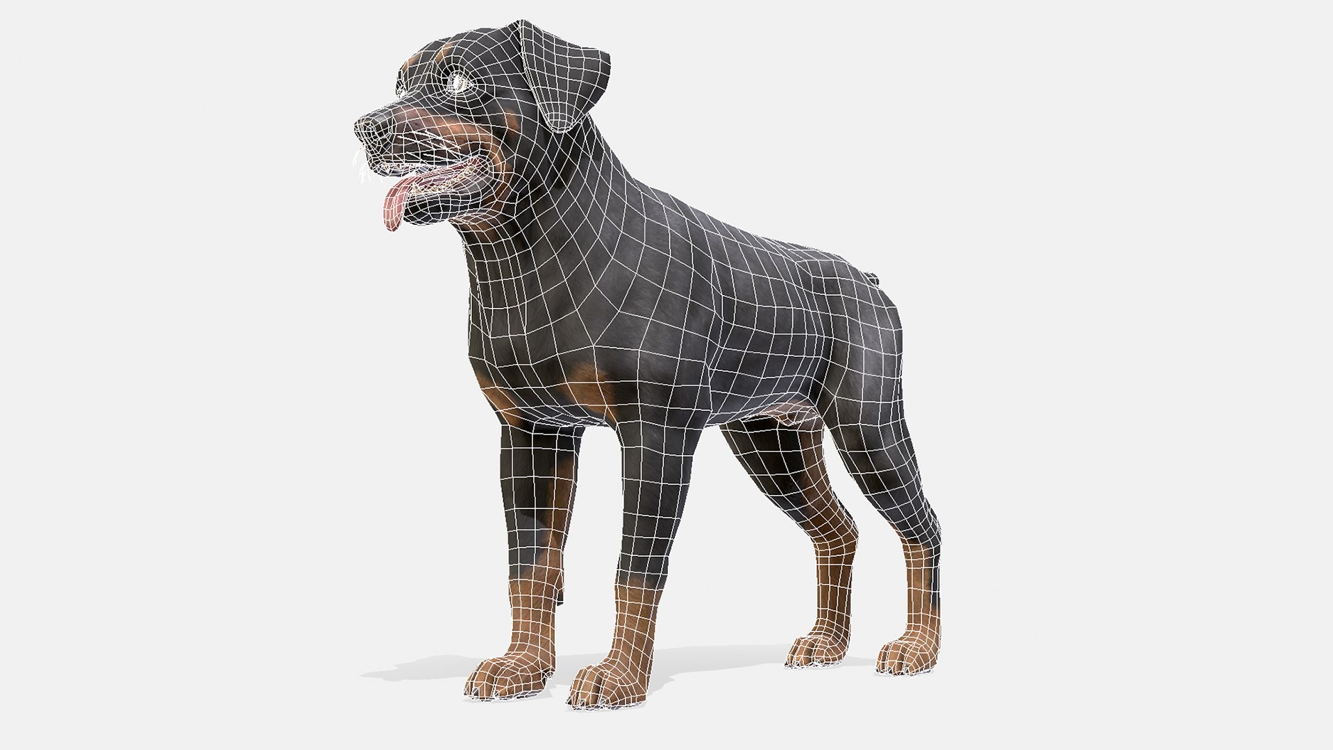Dog - Rottweiler 3D model - TurboSquid 1933725