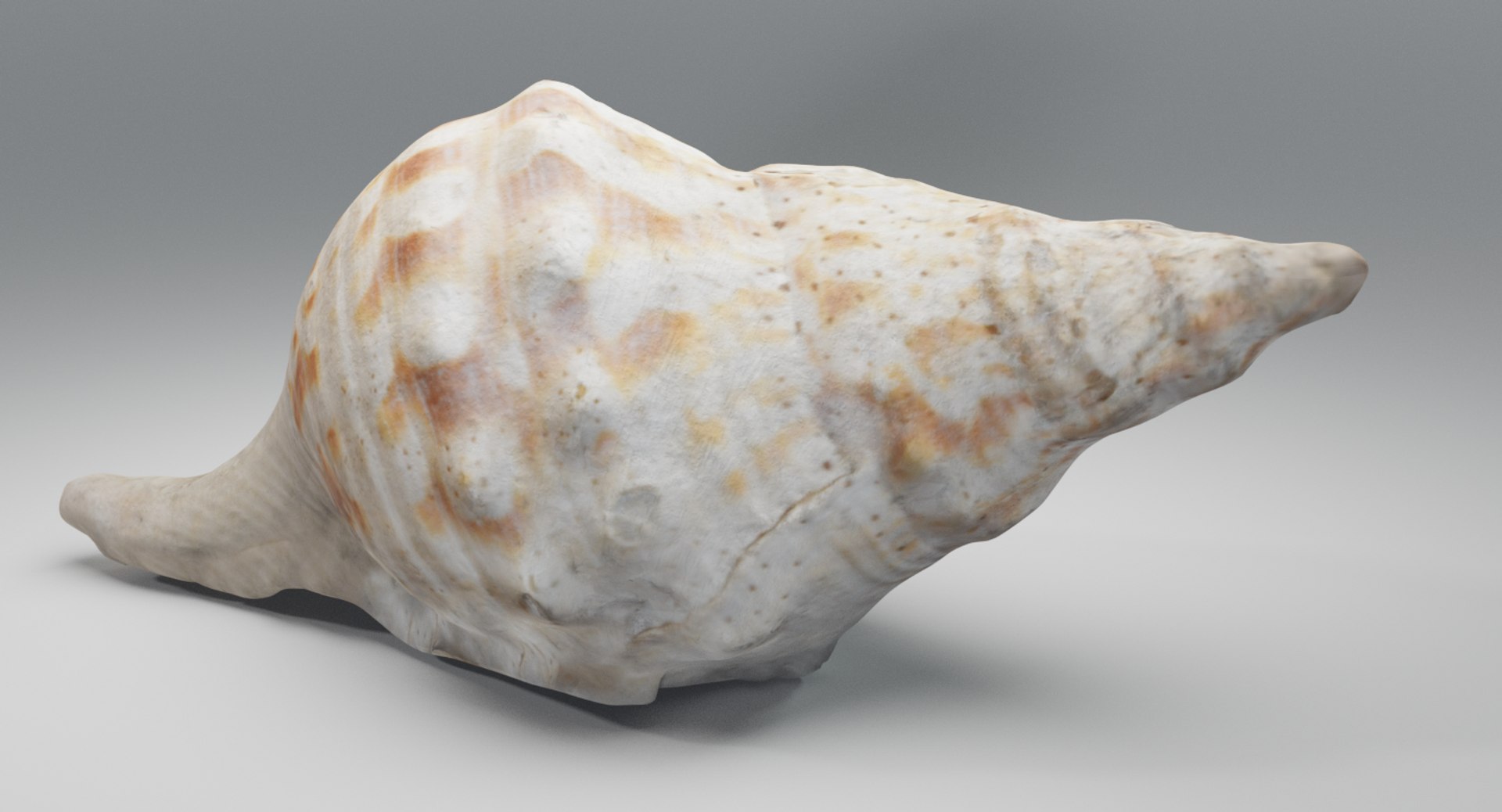 Seashell Shell Sea 3D Model - TurboSquid 1397196