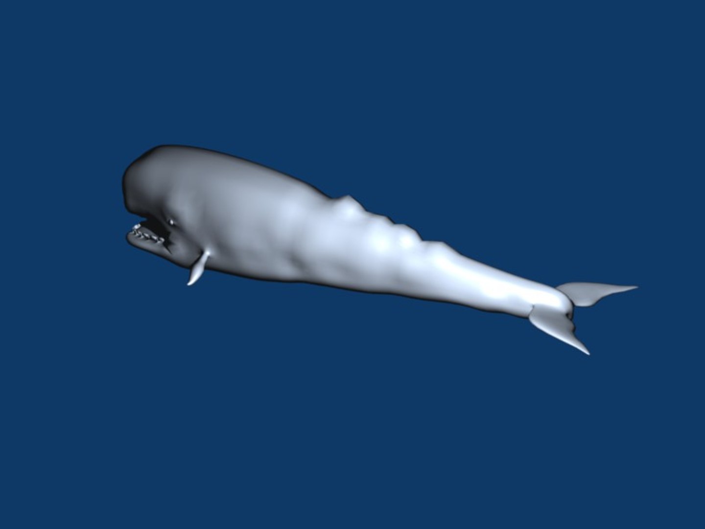 Sperm Whale 3d Model