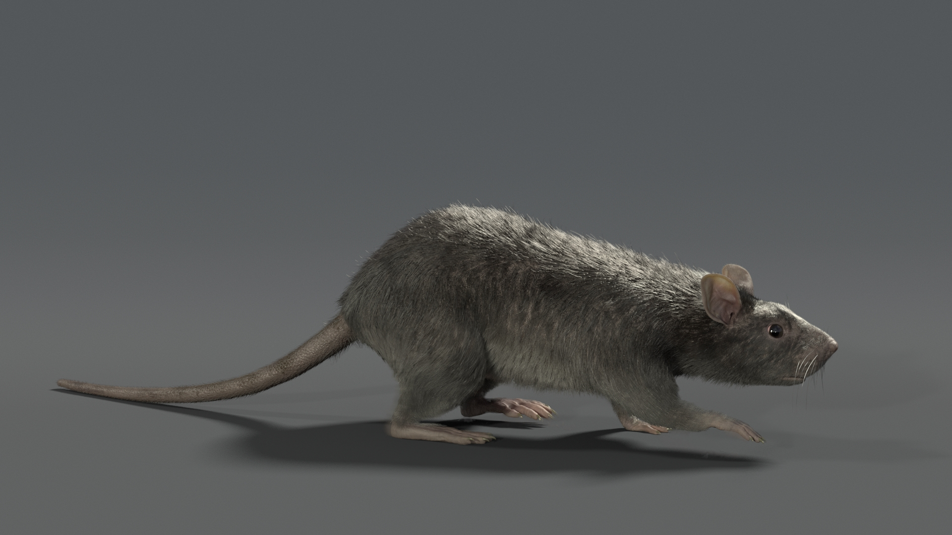 3D Rat Fur Houdini Model - TurboSquid 2504222