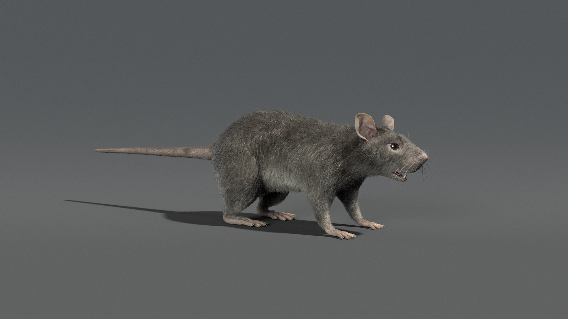 3D Rat Fur Houdini Model - TurboSquid 2504222