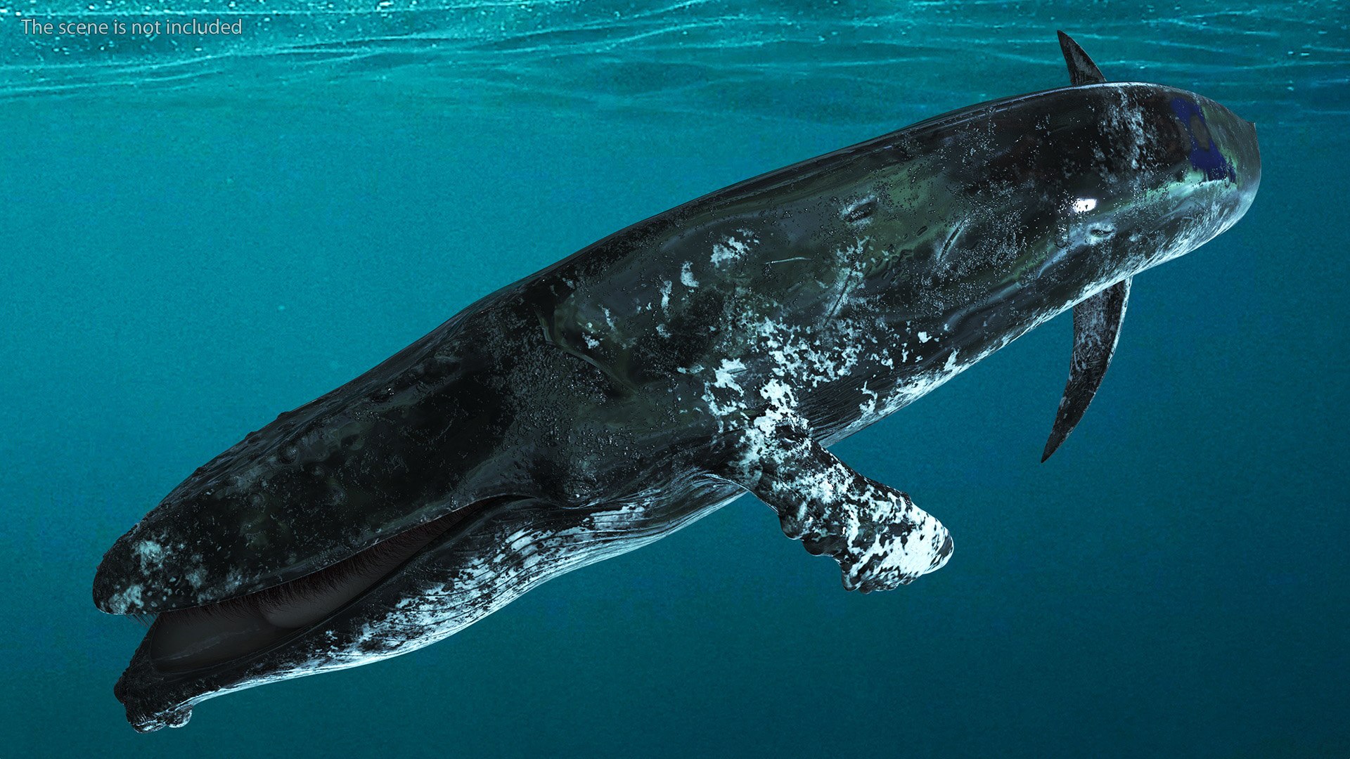 Old Blue Whale Fur Rigged 3D model - TurboSquid 2063011