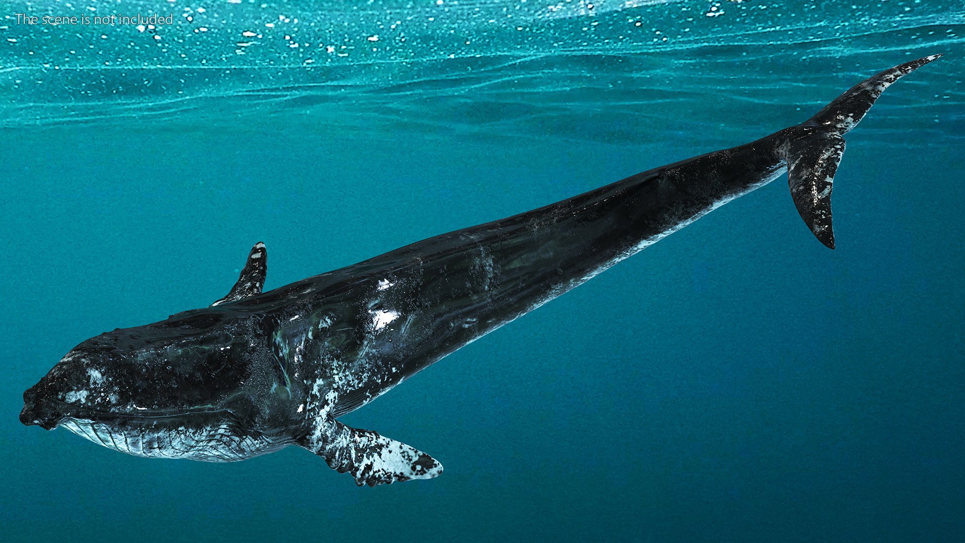 Old Blue Whale Fur Rigged 3D model - TurboSquid 2063011