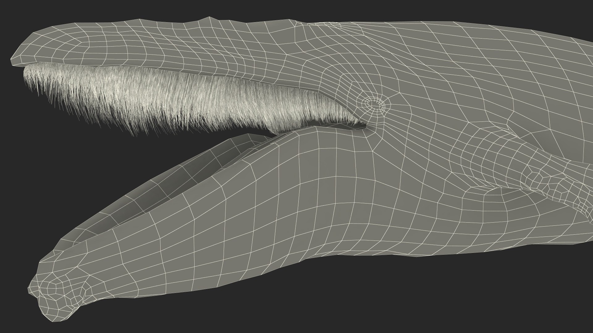 Old Blue Whale Fur Rigged 3D model - TurboSquid 2063011