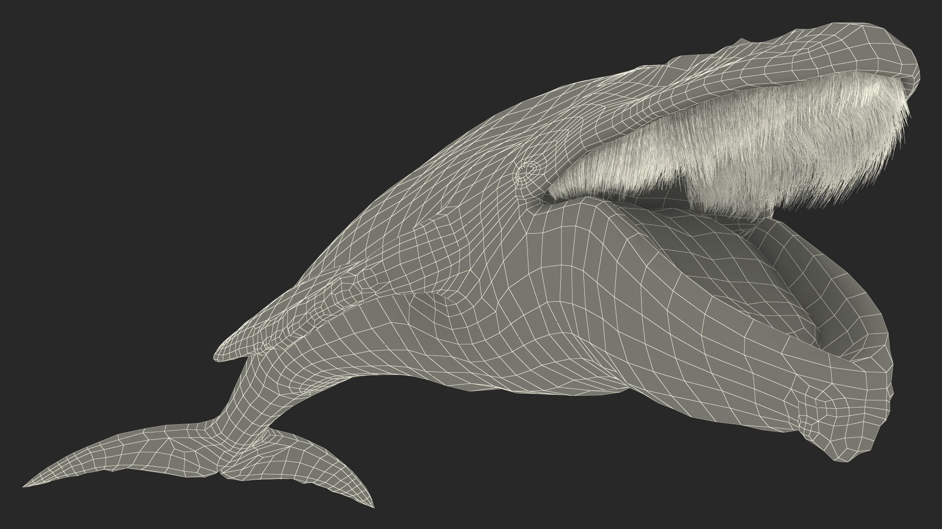 Old Blue Whale Fur Rigged 3D model - TurboSquid 2063011
