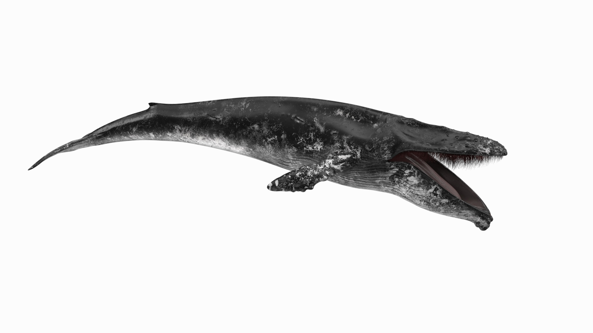 Old Blue Whale Fur Rigged 3D model - TurboSquid 2063011