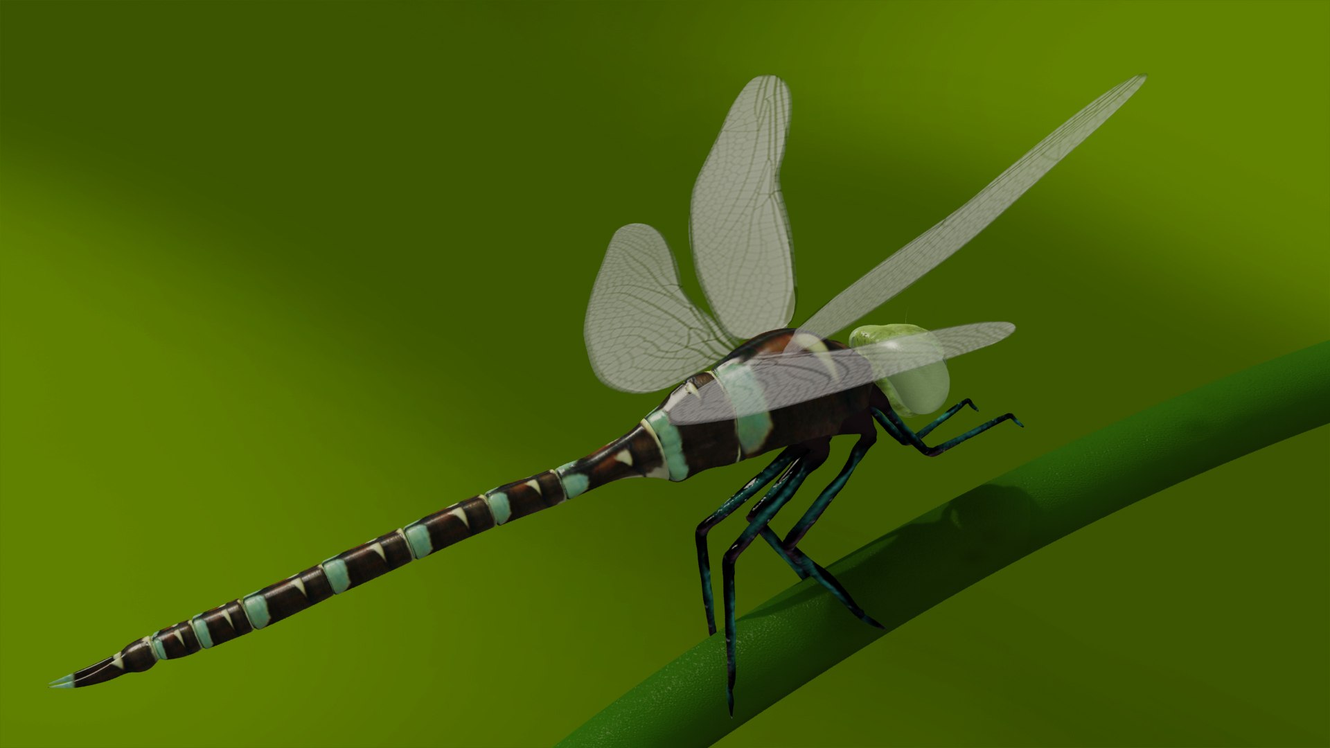 3d model photo realistic dragonfly