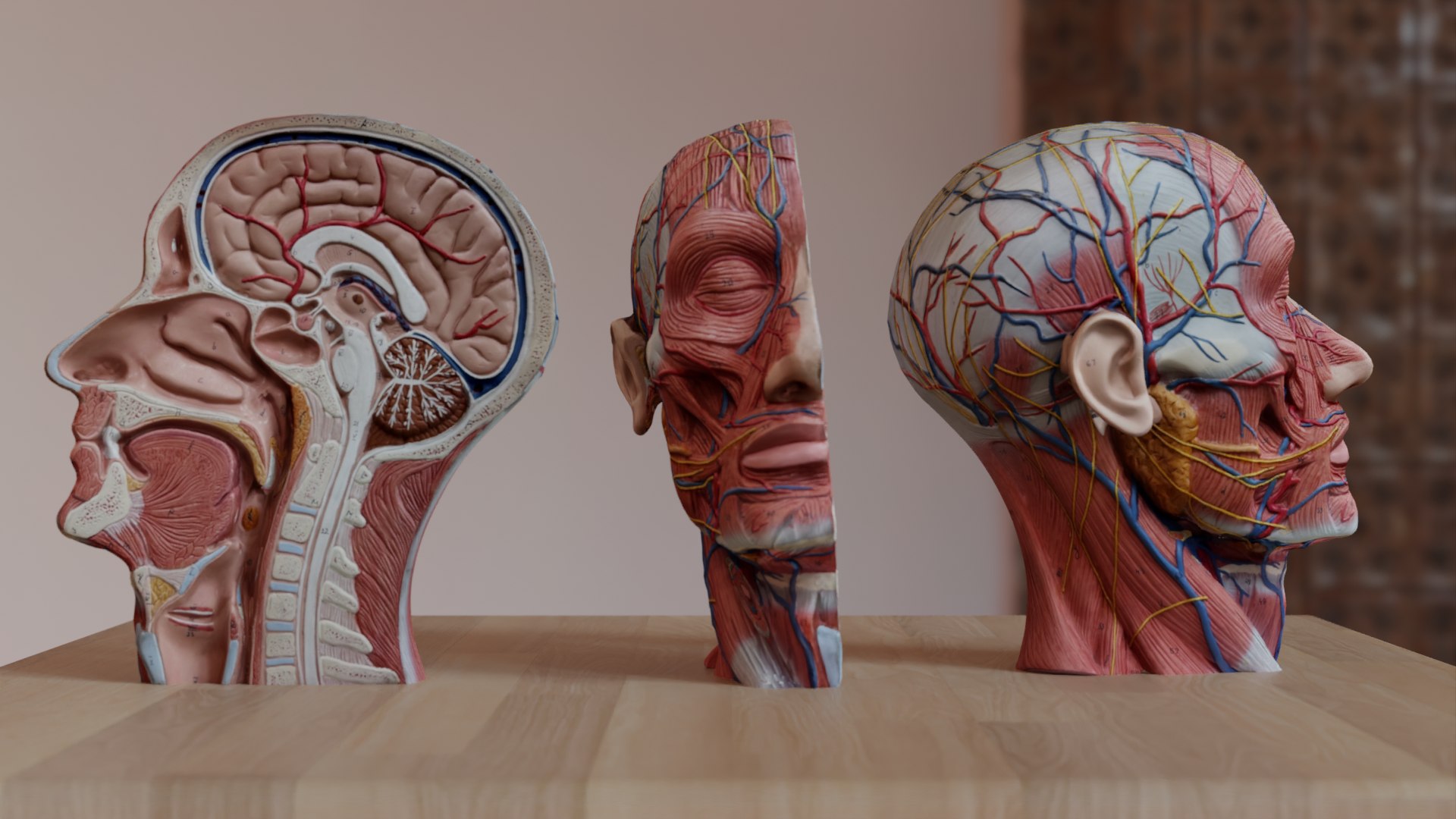 Anatomical Head Model 3D Model - TurboSquid 1997694