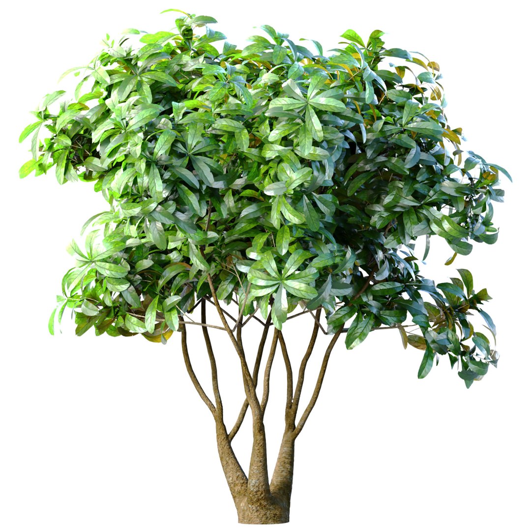 3D Outdoor garden plant tree Shrub - TurboSquid 2164556