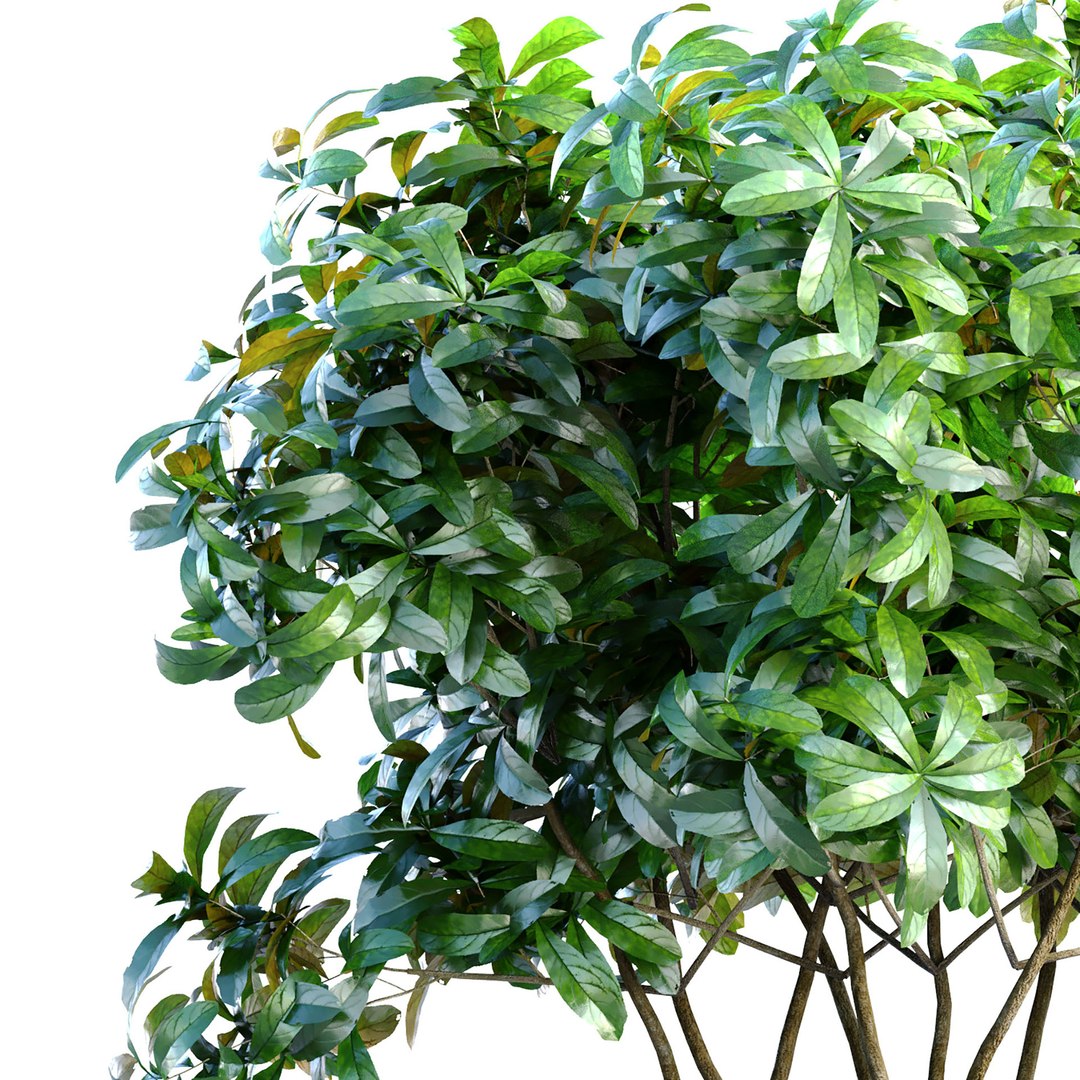 3D Outdoor garden plant tree Shrub - TurboSquid 2164556