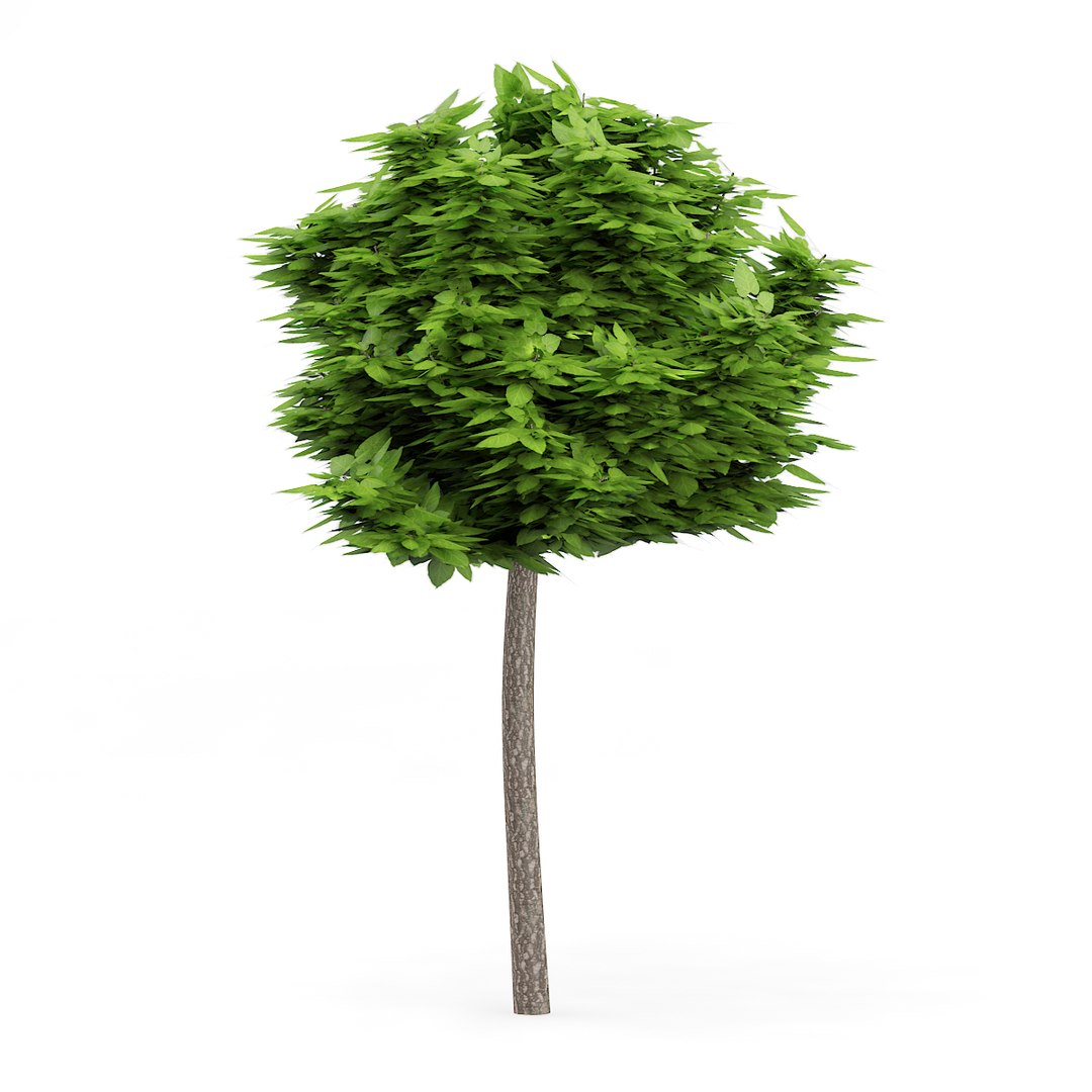 3d Catalpa Scop 4 1m Model