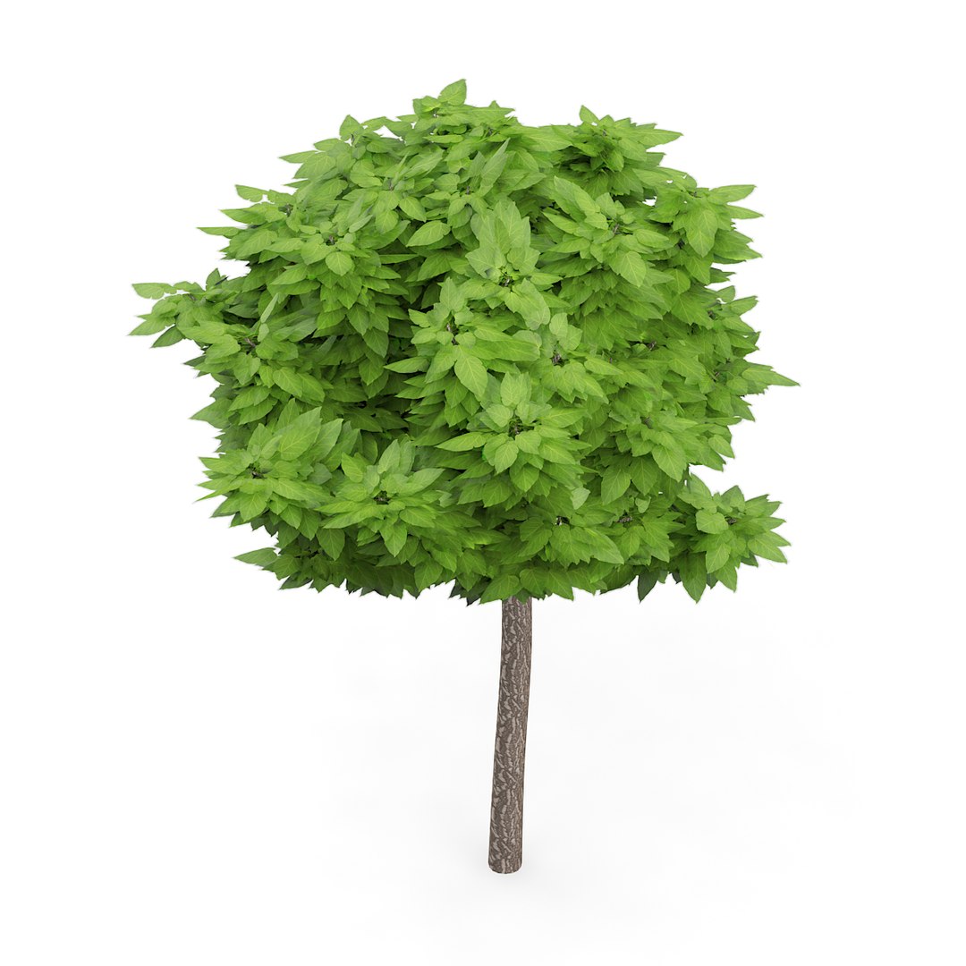 3d Catalpa Scop 4 1m Model