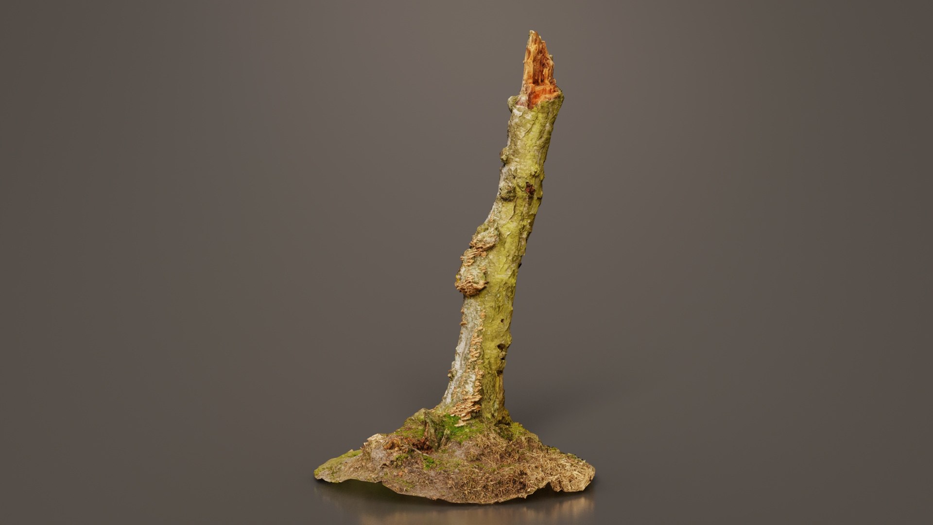 Cute Stump Bark Tree Remastered Model - TurboSquid 2363143