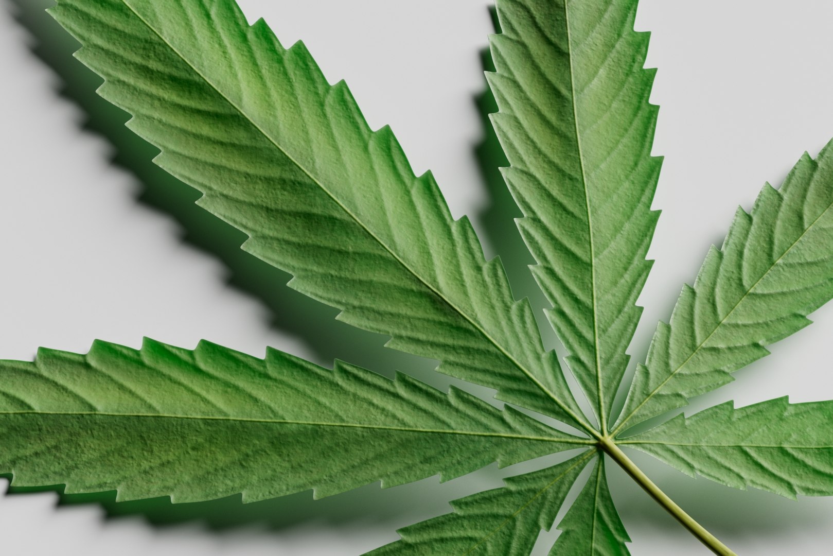 Marijuana Leaf PBR 3D Model - TurboSquid 2336872