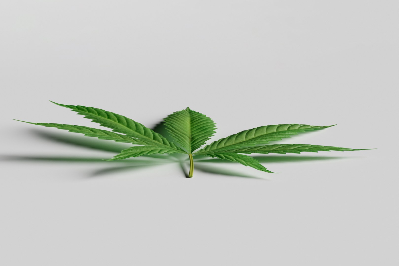 Marijuana Leaf PBR 3D Model - TurboSquid 2336872