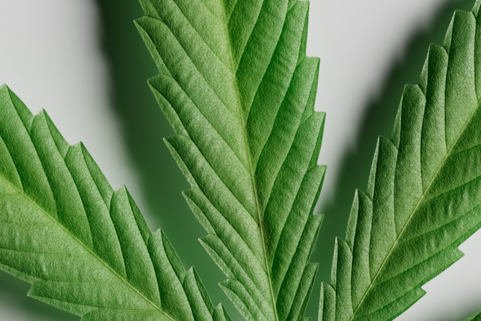 Marijuana Leaf PBR 3D Model - TurboSquid 2336872