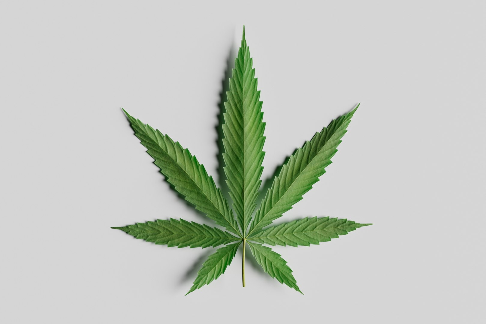 Marijuana Leaf PBR 3D Model - TurboSquid 2336872