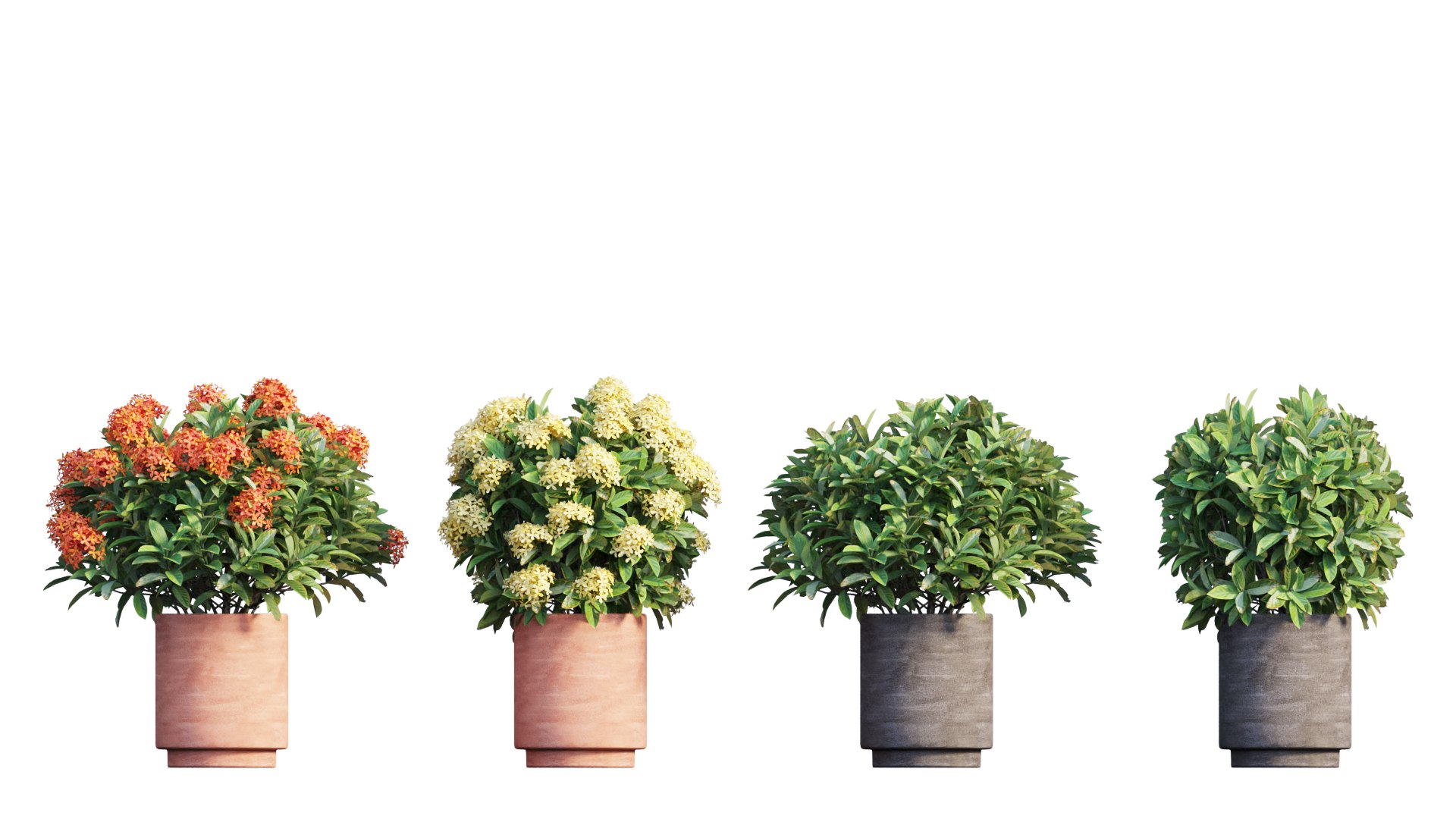 Ixora Plant In Pot 04 3D - TurboSquid 2211924