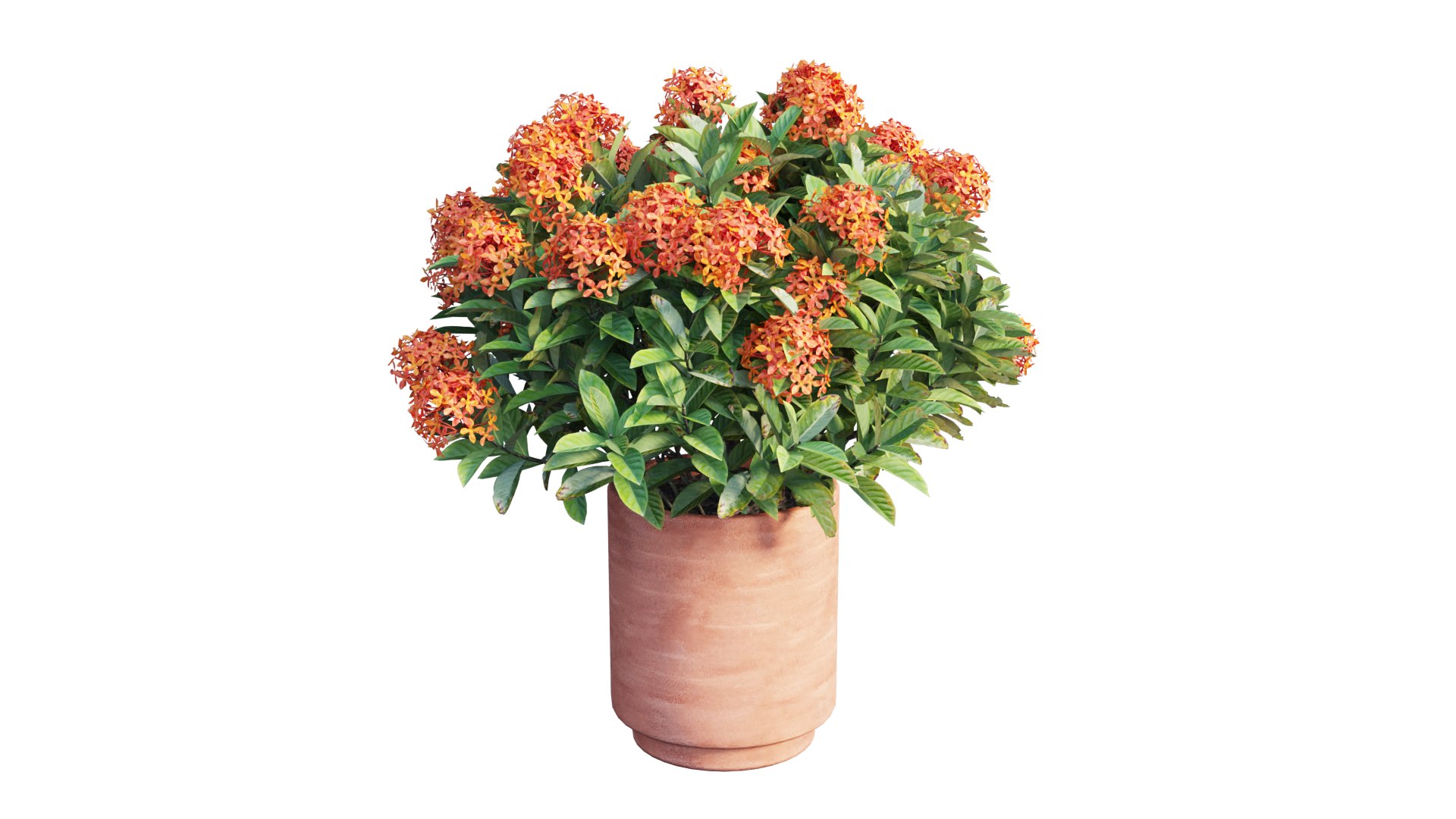 Ixora Plant In Pot 04 3D - TurboSquid 2211924