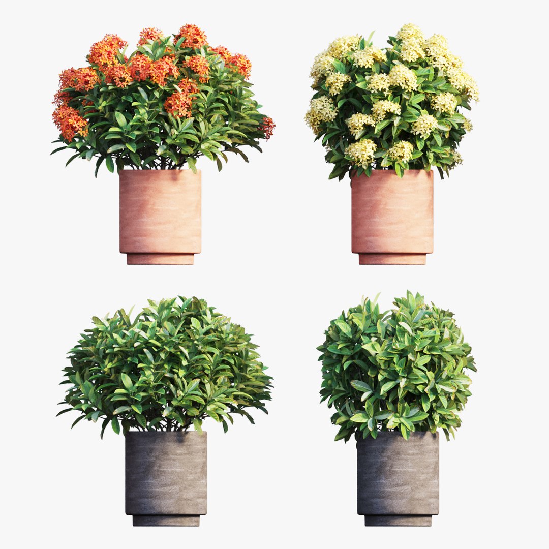 Ixora Plant In Pot 04 3D - TurboSquid 2211924
