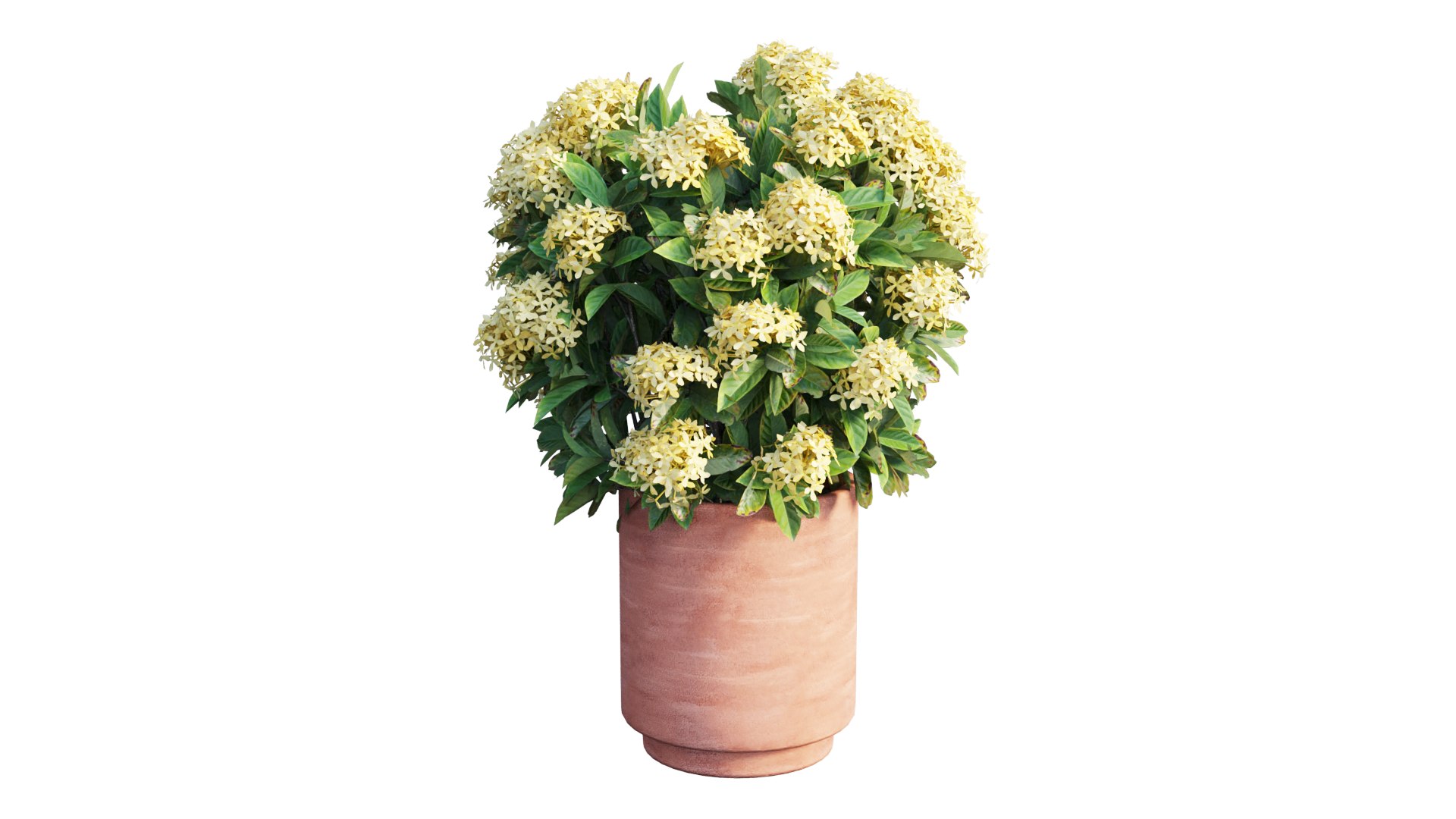 Ixora Plant In Pot 04 3D - TurboSquid 2211924