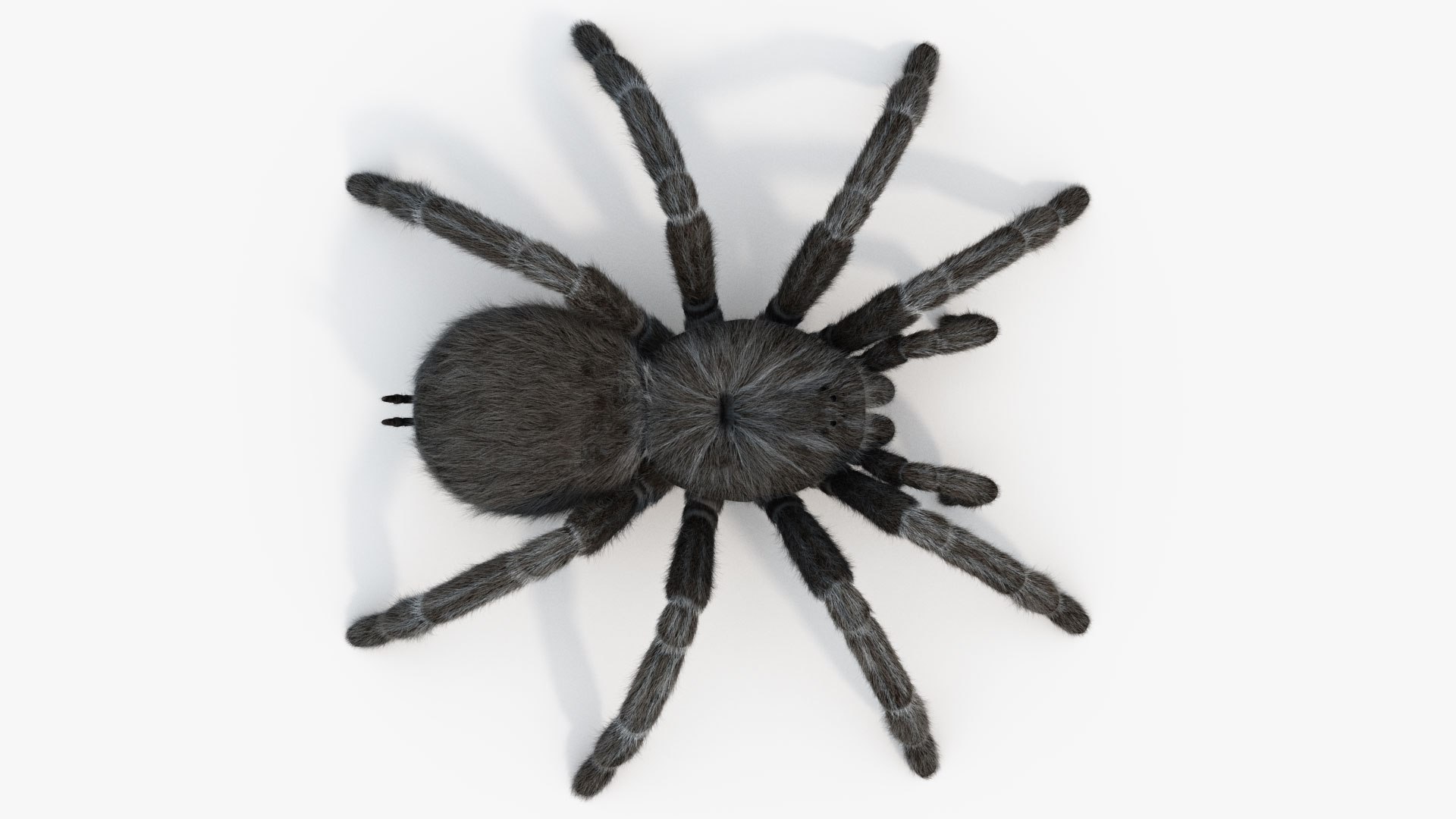 3D Black Tarantula Model - TurboSquid 1908613