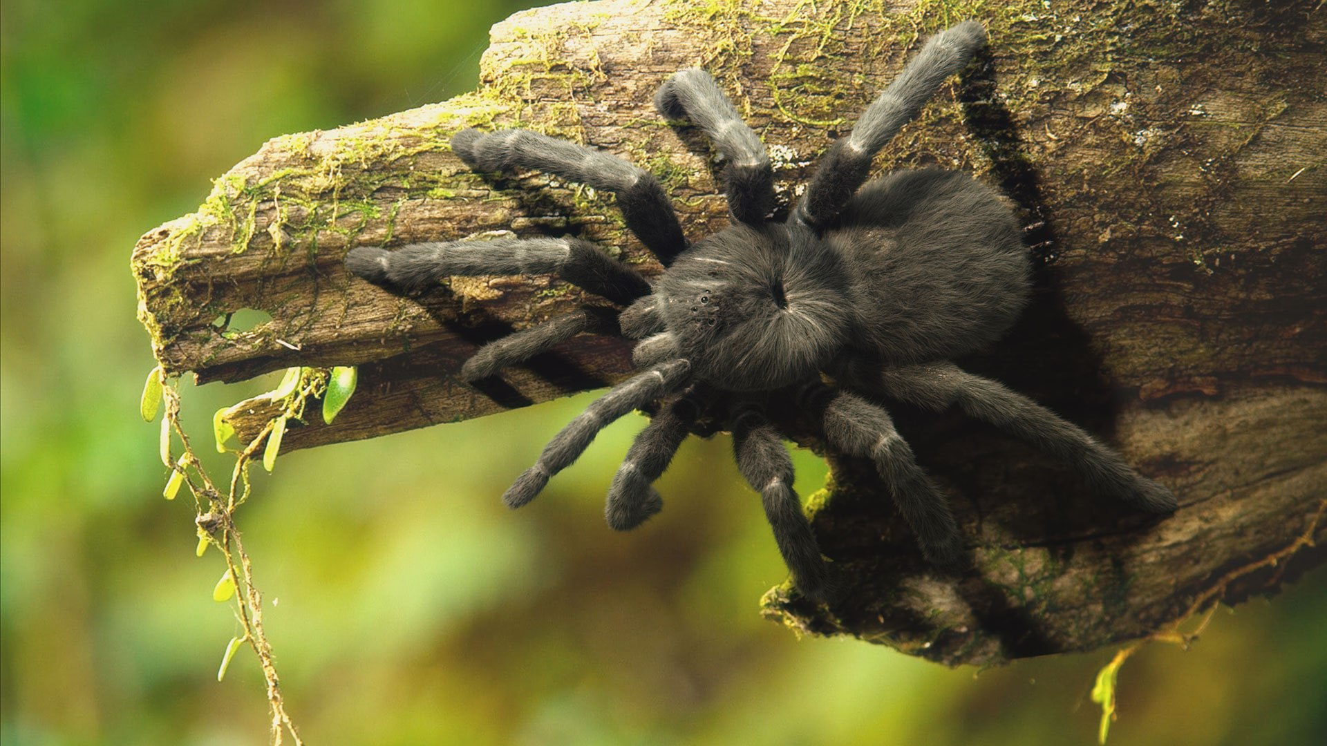 3D Black Tarantula model - TurboSquid 1908613