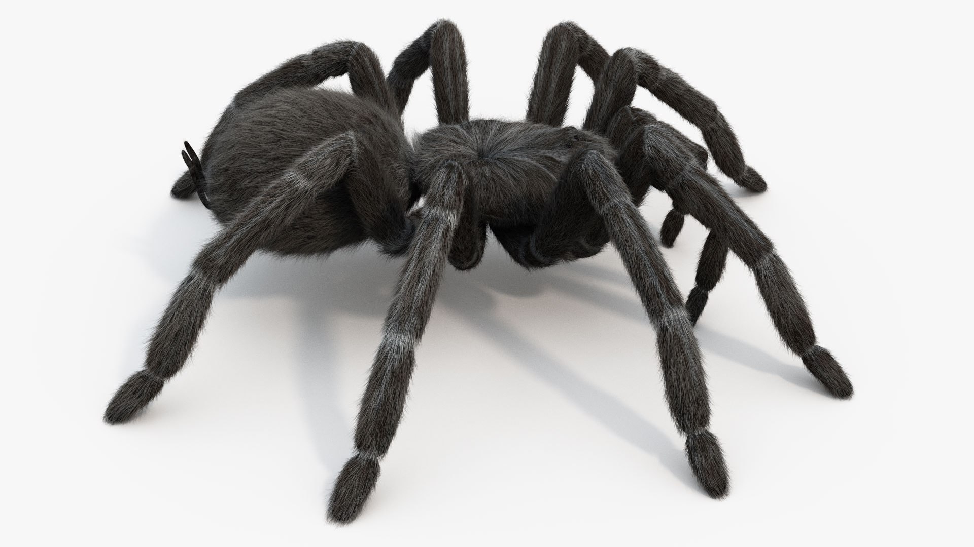 3D Black Tarantula Model - TurboSquid 1908613