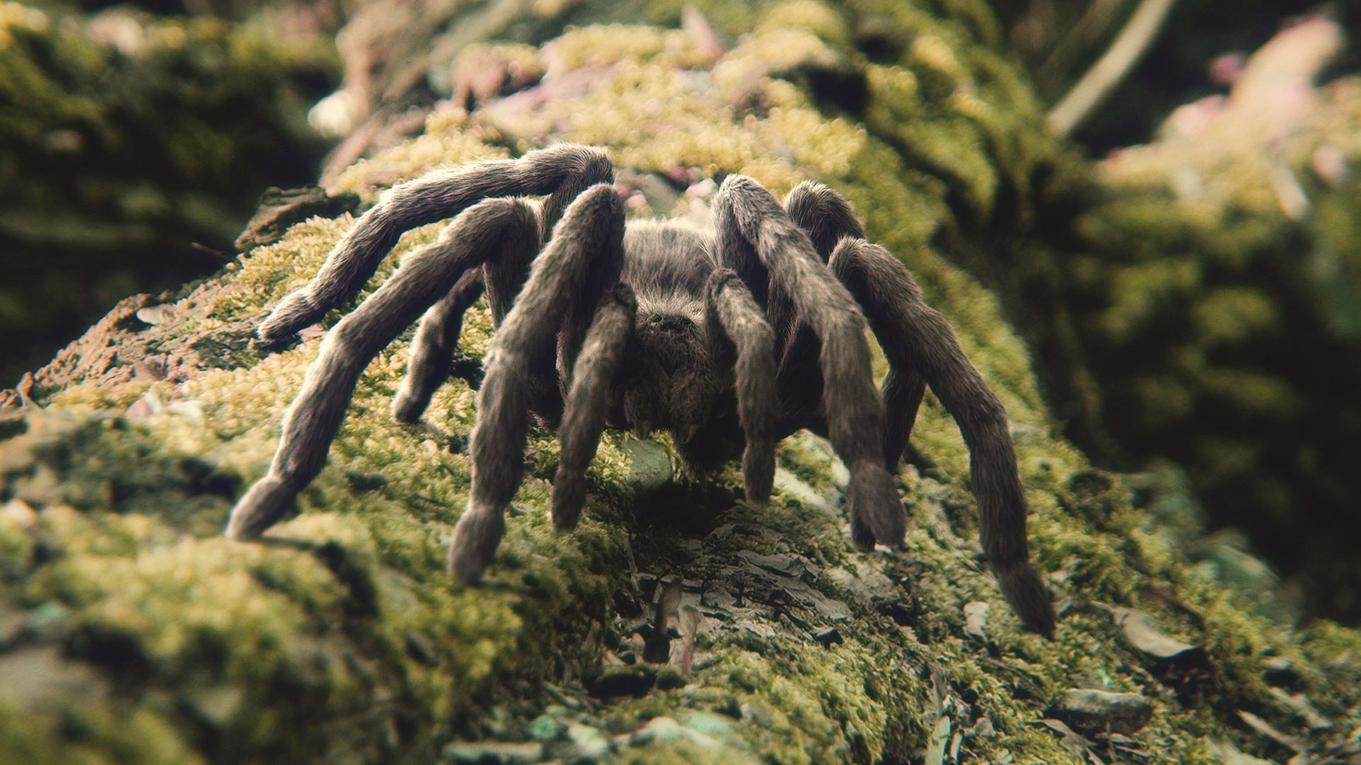 3D Black Tarantula Model - TurboSquid 1908613
