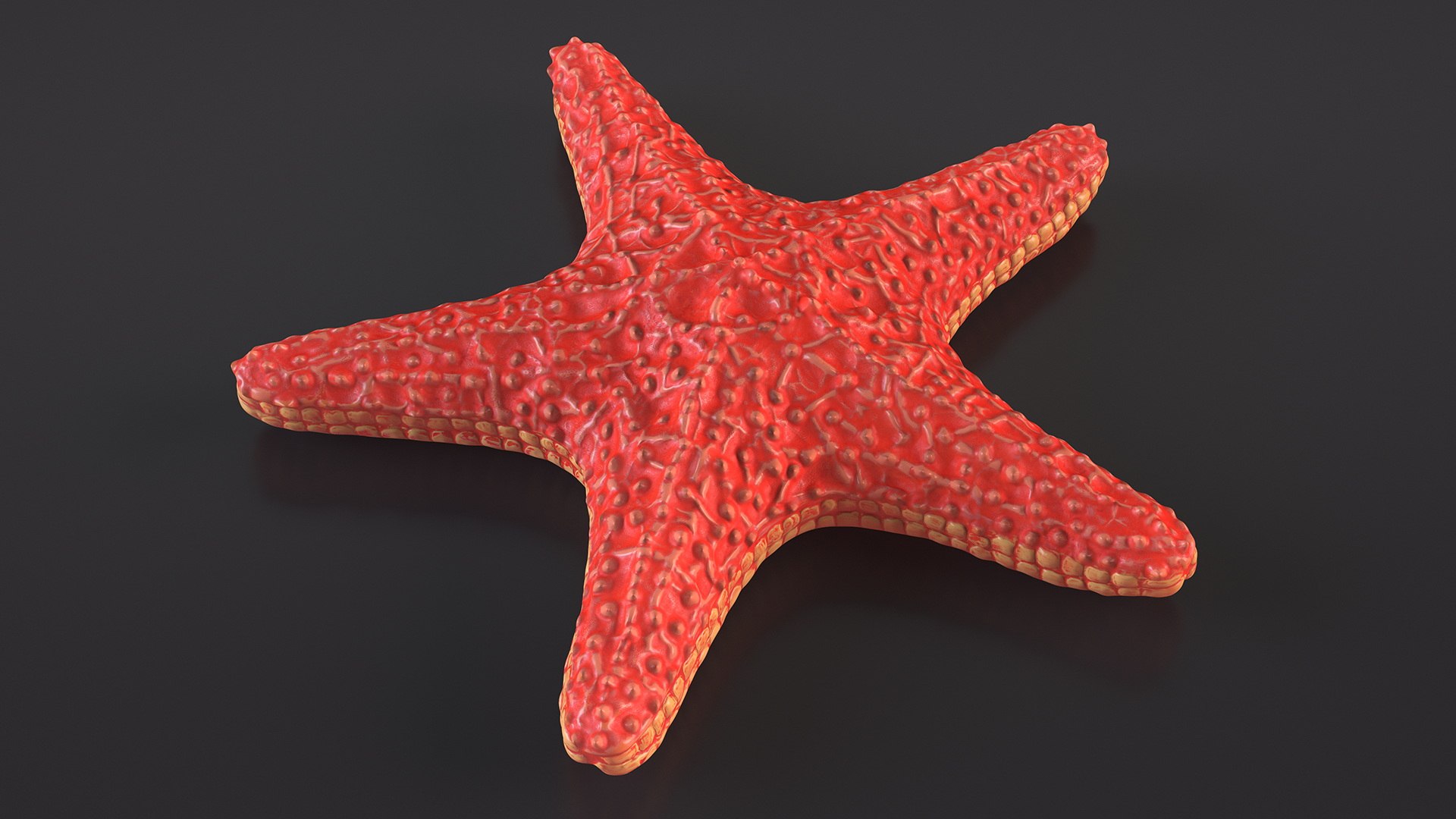 Sea Star Marine Invertebrate Red 3D Model - TurboSquid 2110848