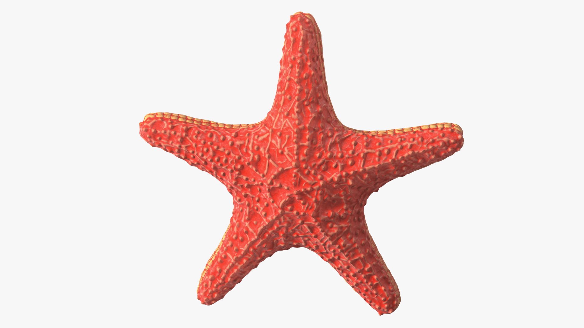 Sea Star Marine Invertebrate Red 3D Model - TurboSquid 2110848