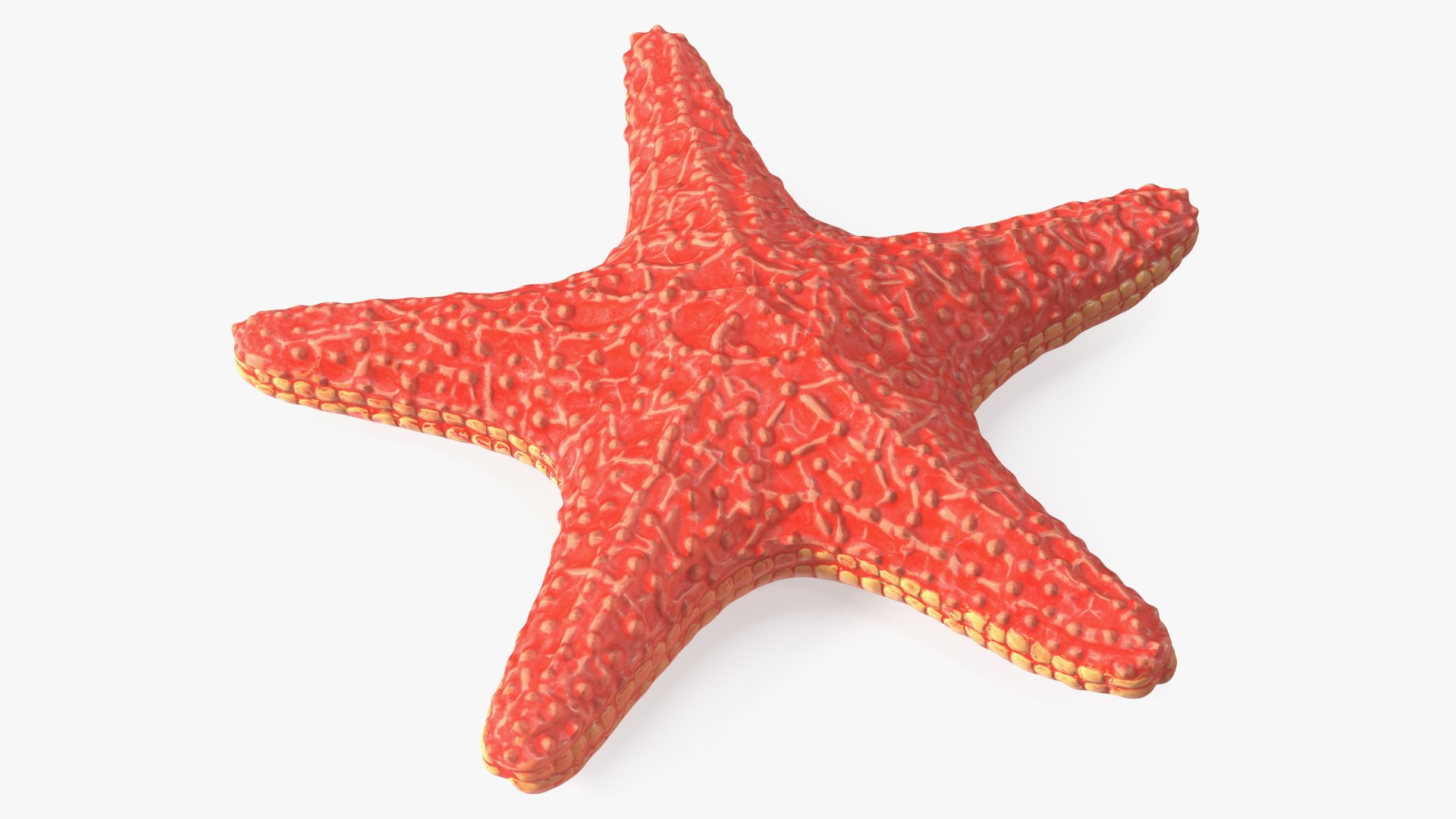 Sea Star Marine Invertebrate Red 3D model - TurboSquid 2110848