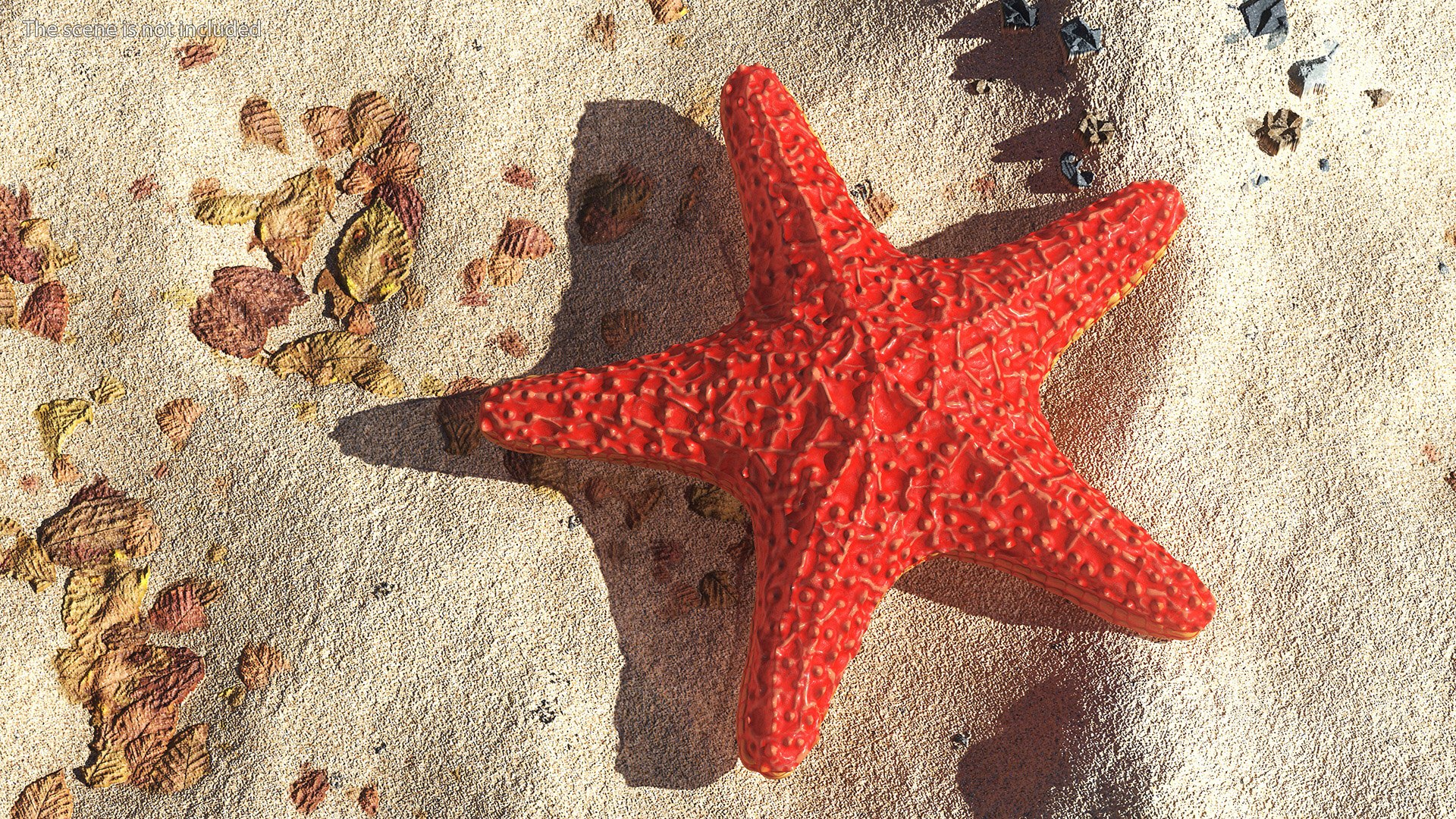 Sea Star Marine Invertebrate Red 3D Model - TurboSquid 2110848